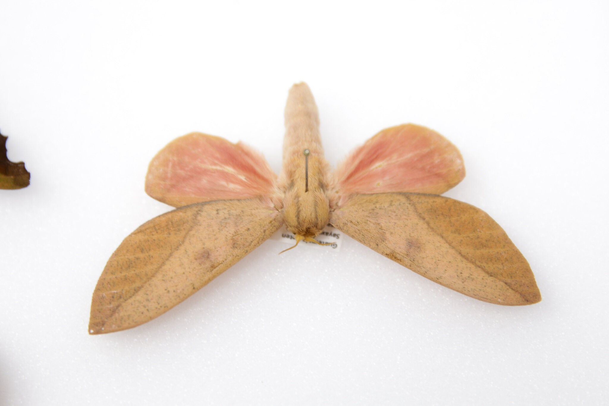 Exotic Moths Taxidermy Specimen Collection | Museum Entomology Box ...