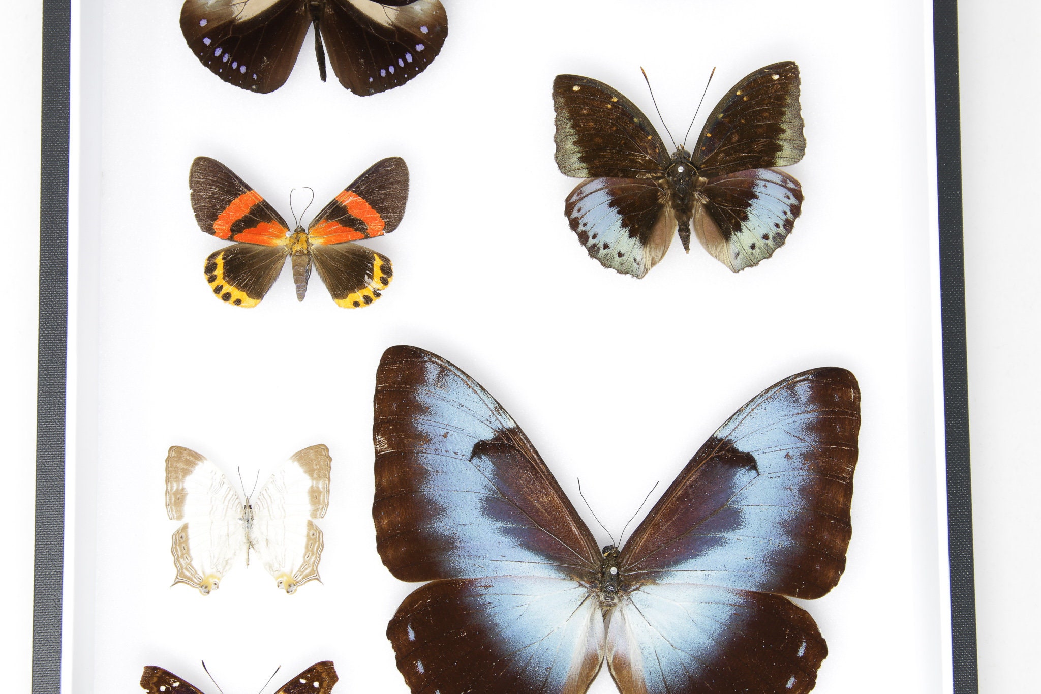 Tropical Dry-preserved Butterfly Specimens | Pinned, Entomology Box ...