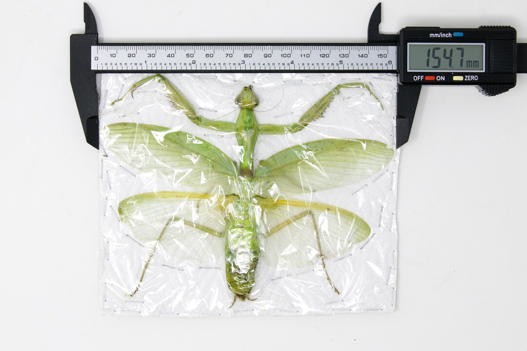 1 X Green Praying Mantis Thailand, Spread Specimens, Taxidermy ...