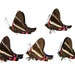 Five (5) Metalmark Butterflies | Rhetus Periander | Unmounted Papered ...