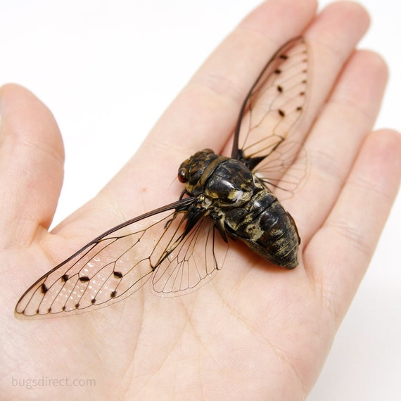 Tosena splendida 100mm A1 Two Blue Cicada Specimens Entomology ...