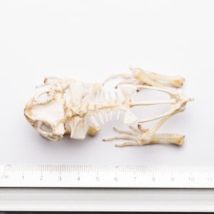 TWO (2) Javanese Toad Skeleton (duttaphrynus Melanosticus) Skeleton ...