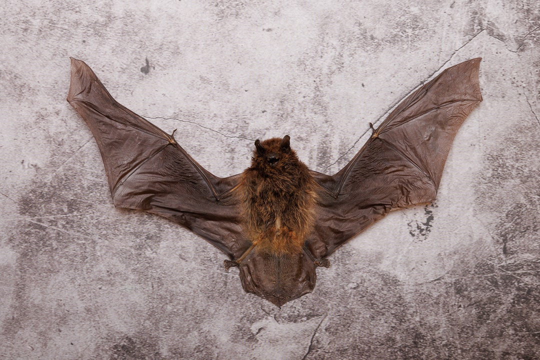 Java Pigmy Bat pipistrellluis Javanicus 7 Inch Wingspan non-cites - Etsy UK