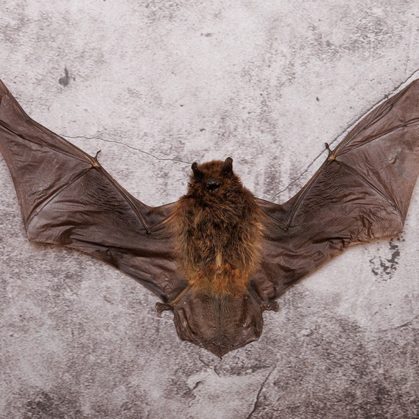 Realistic Bat - Etsy