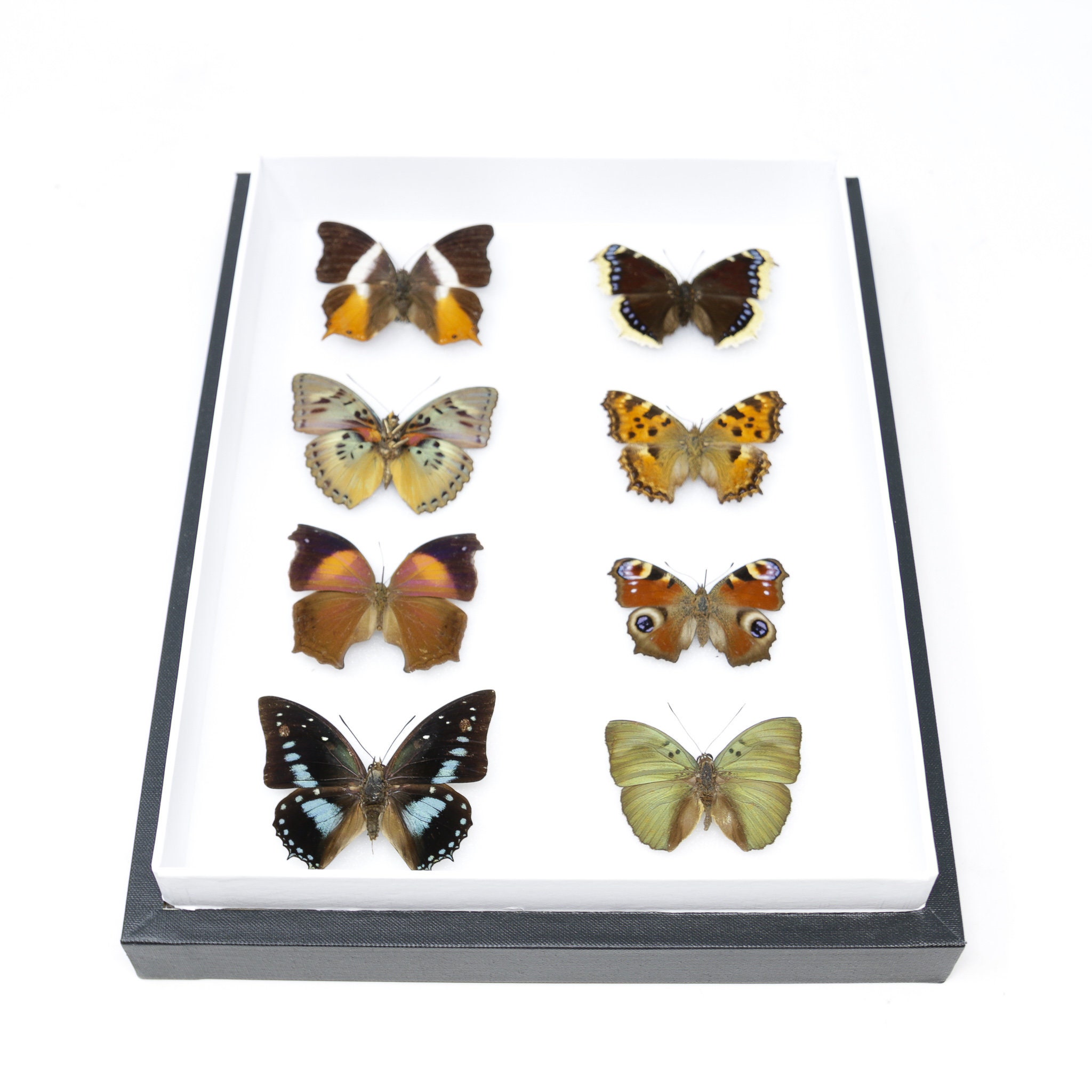 Vintage Butterfly Collection in Excellent Condition, Pinned Lepidoptera ...