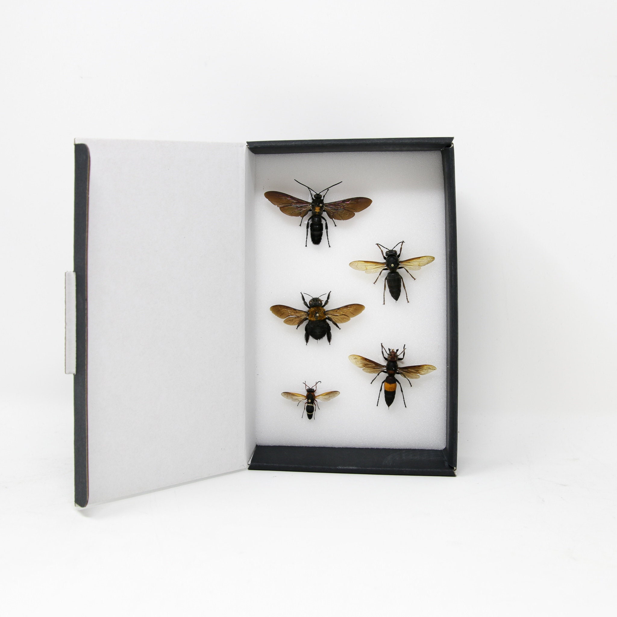A Collection of Bees & Wasps (Hymenoptera) inc. Scientific Collection ...
