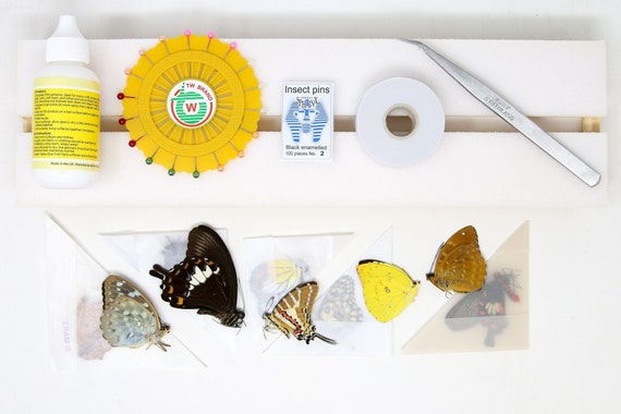 Hobby Entomology Tool White Bug Wings VILLFUL EVA Foam Insect Pinning ...