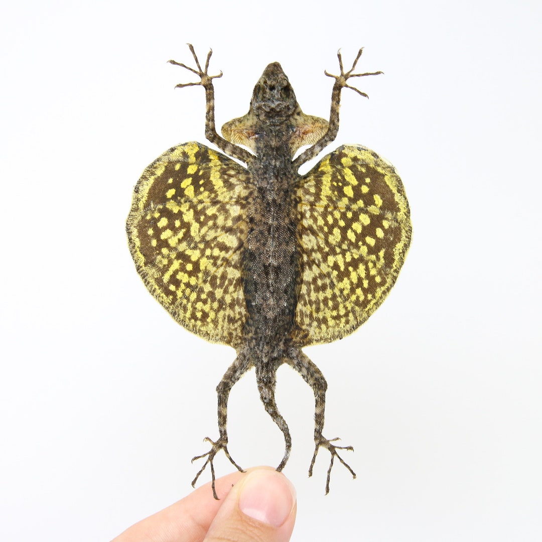 Lot of 5 Draco Flying Lizards (draco Haematopogon) A1 Spread Specimens ...