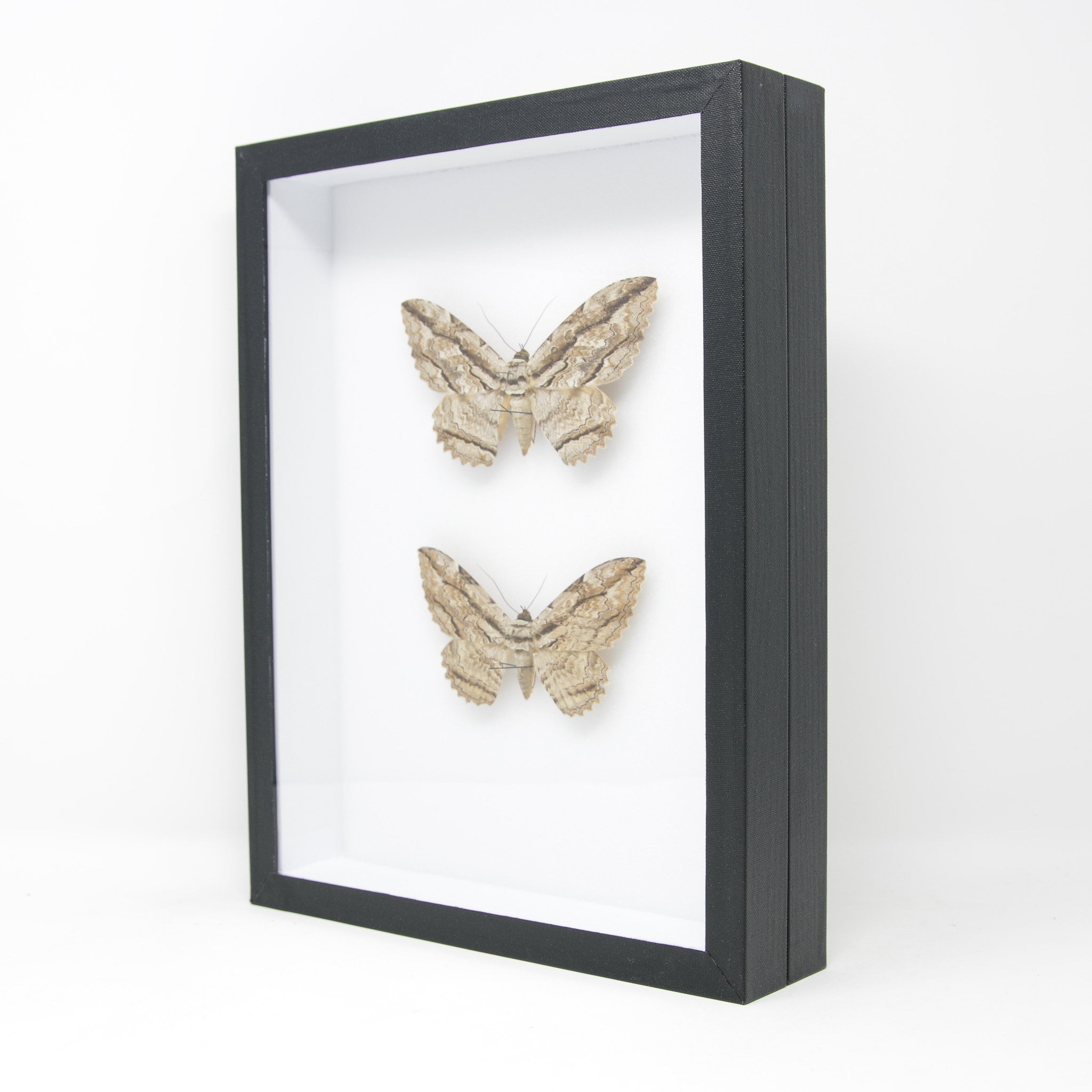 Silk Moth Taxidermy Specimens | Pinned Lepidoptera, Entomology Box ...