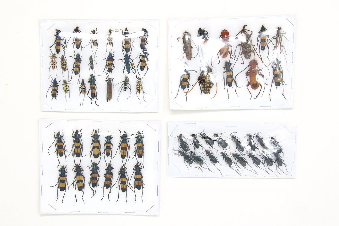Mixed Assorted Insects Bug Collection, A1 Quality Real Dry-preserved ...