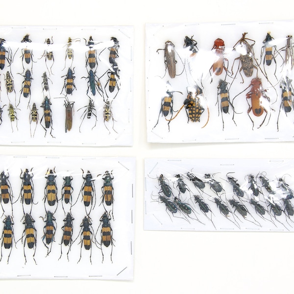 Insect Collection - Etsy