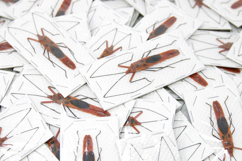 Mixed Pack of Insect Specimens Assorted Unmounted - Etsy