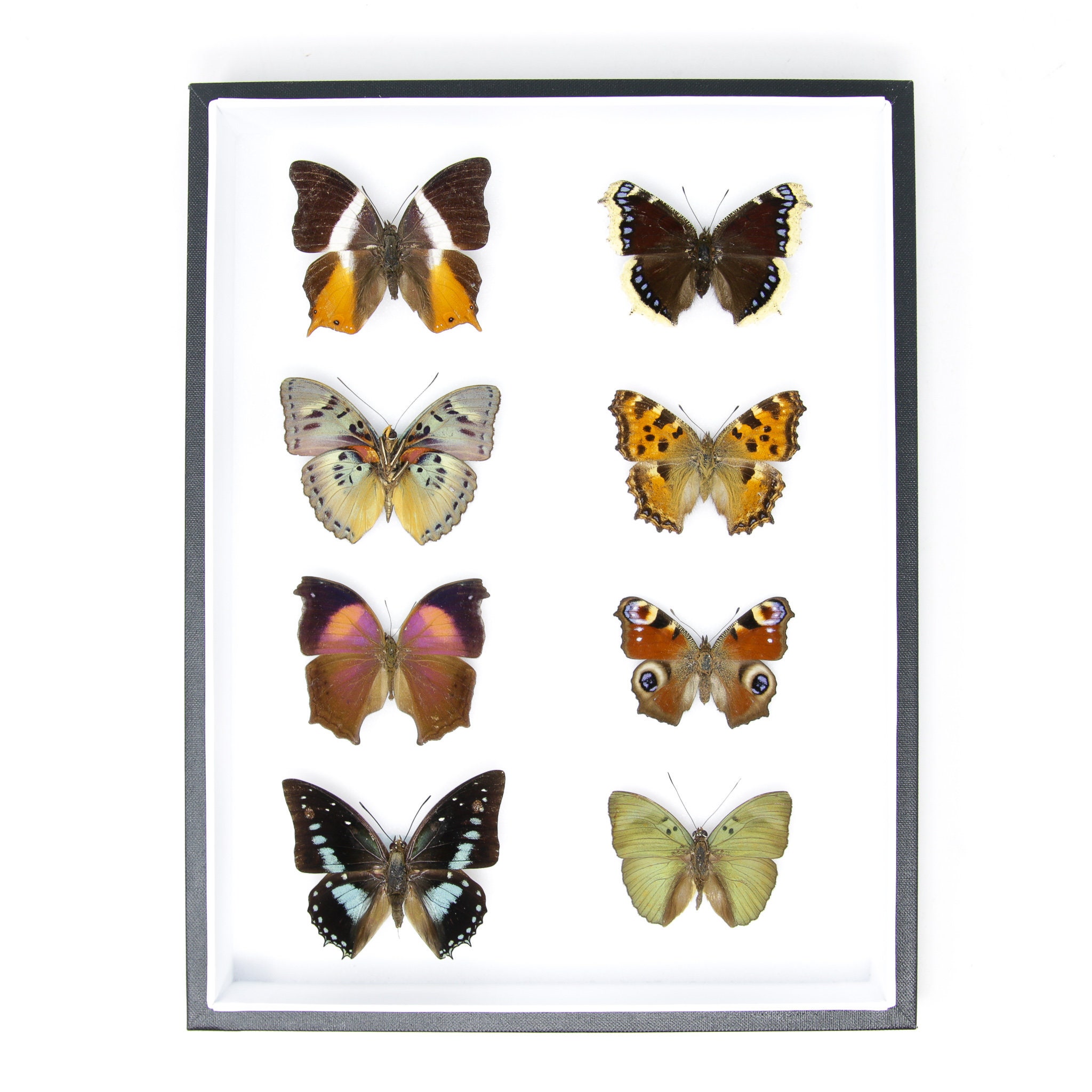 Vintage Butterfly Collection in Excellent Condition, Pinned Lepidoptera ...