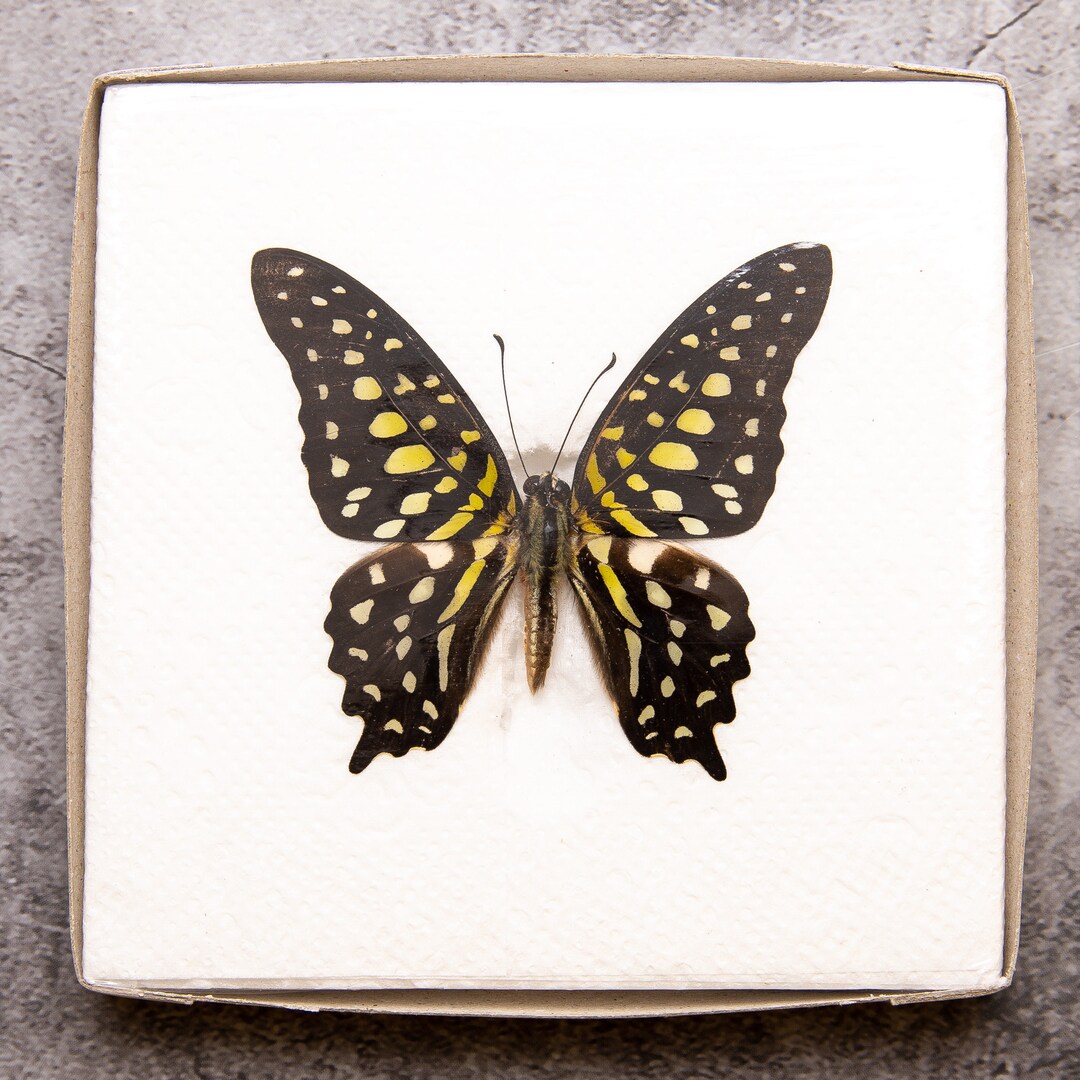 Pack of 2 Tailed Jay Butterflies (graphium Agamemnon) WINGS-SPREAD ...