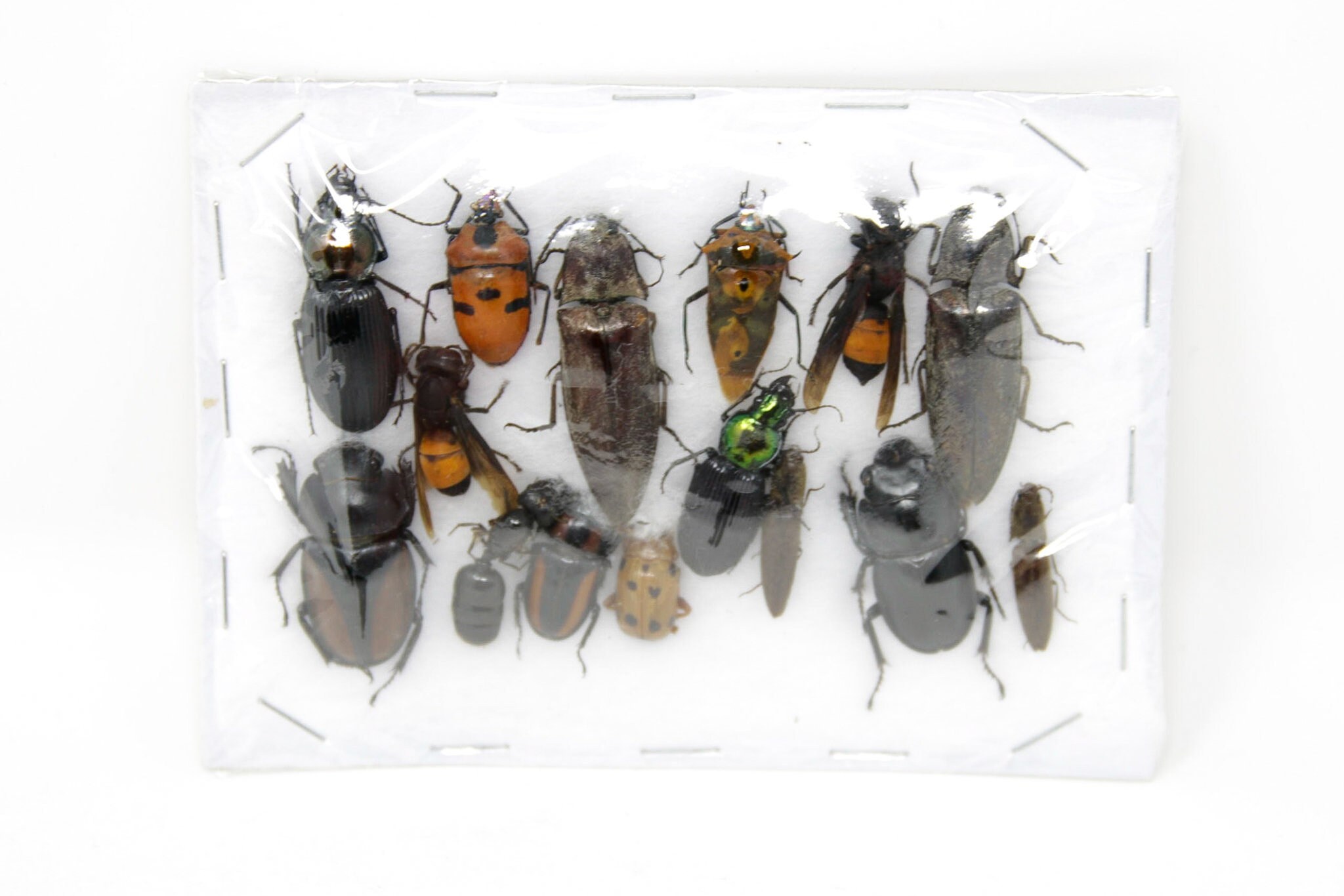 Insect Specimen Collection, Thailand 2021 (Various Coleoptera) SET#AI11