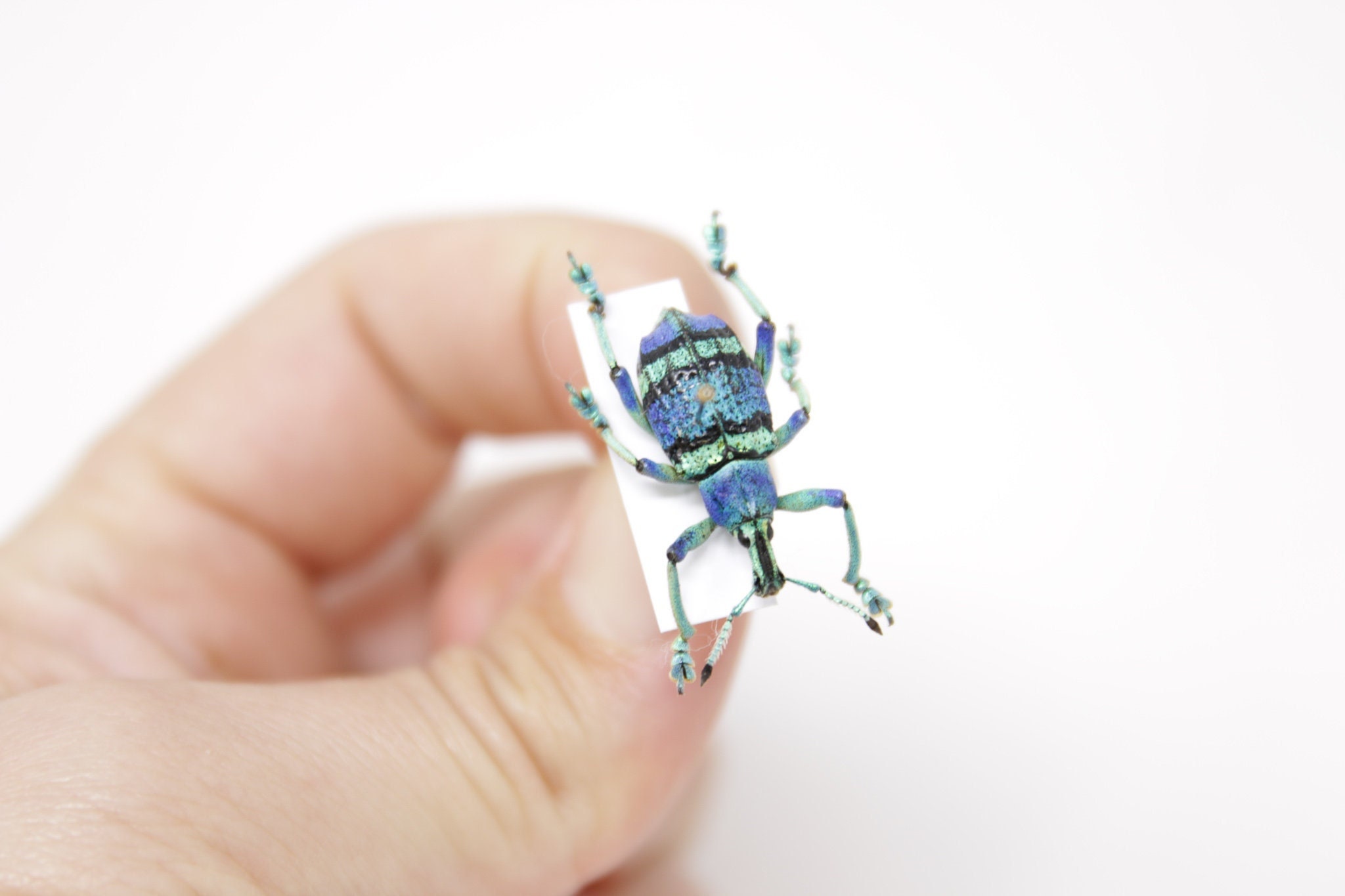 Eupholus schoenherri, Arfak Irian Java, A1 Real Beetle Pinned Set ...