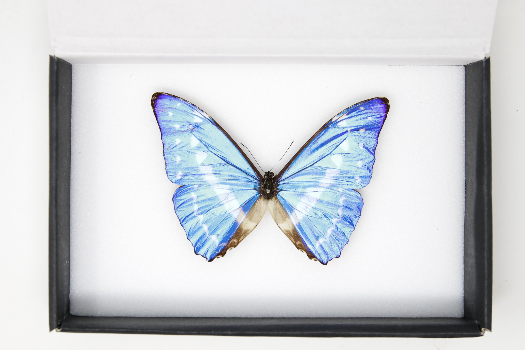 The Cypris Morpho Butterfly (Morpho cypris) A1- Quality SET SPECIMENS ...