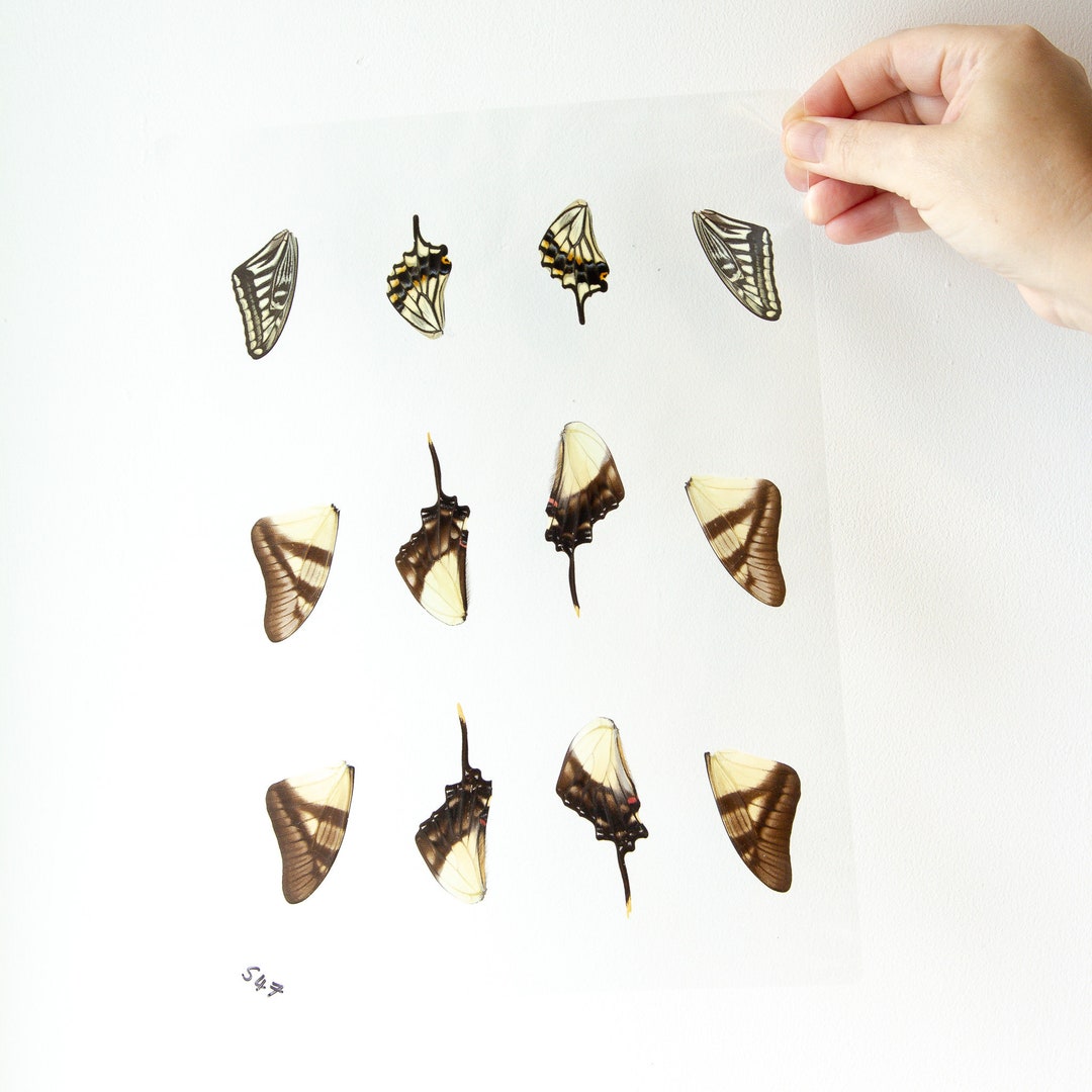 Butterfly Wings GLOSSY LAMINATED SHEET Real Ethically Sourced Specimens ...
