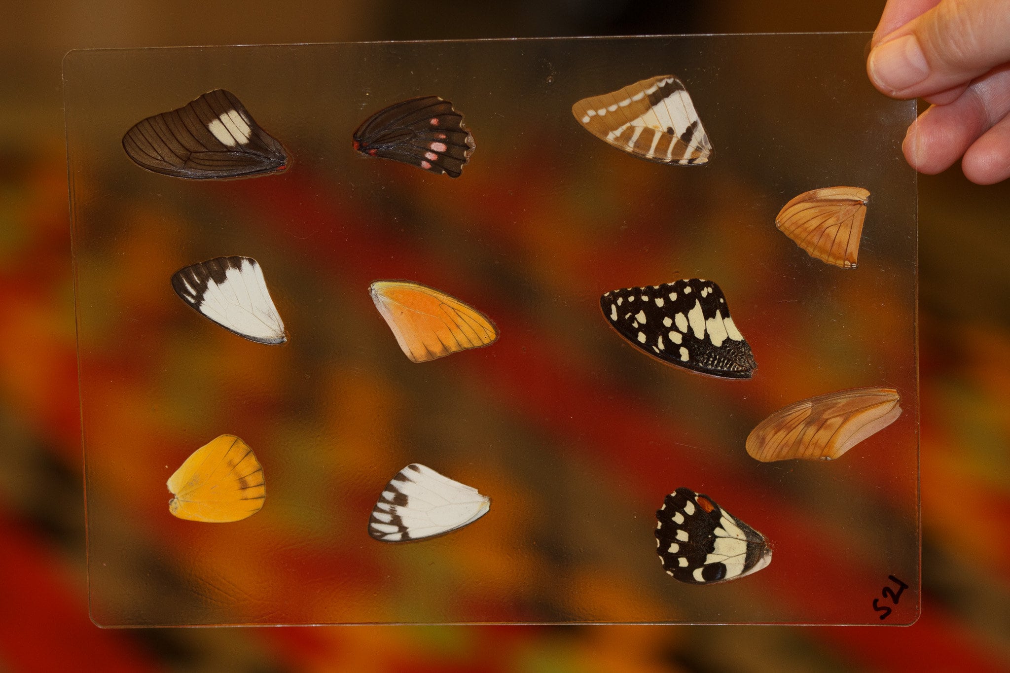 Butterfly Wings GLOSSY LAMINATED SHEET Real Ethically Sourced Specimens ...