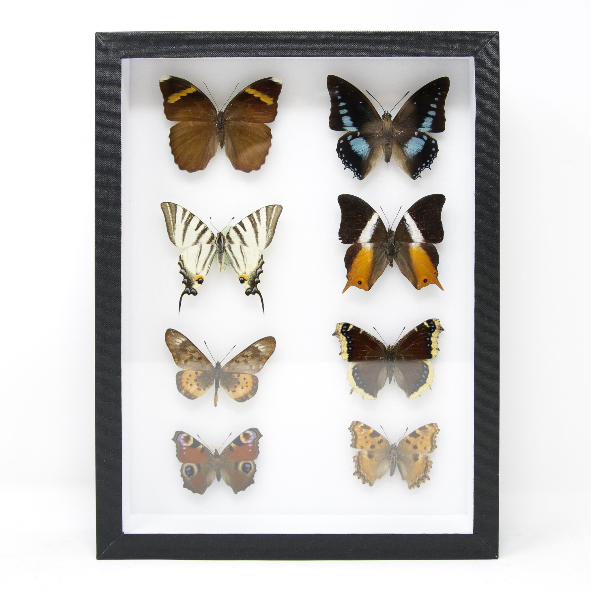Vintage Butterfly Collection in Excellent Condition, Pinned Lepidoptera ...