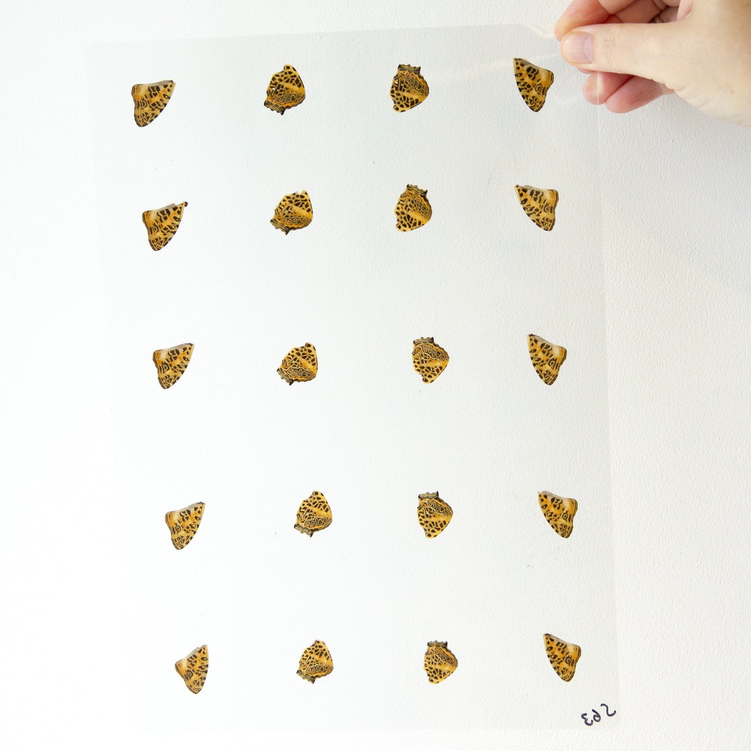 Butterfly Wings GLOSSY LAMINATED SHEET Real Ethically Sourced Specimens ...