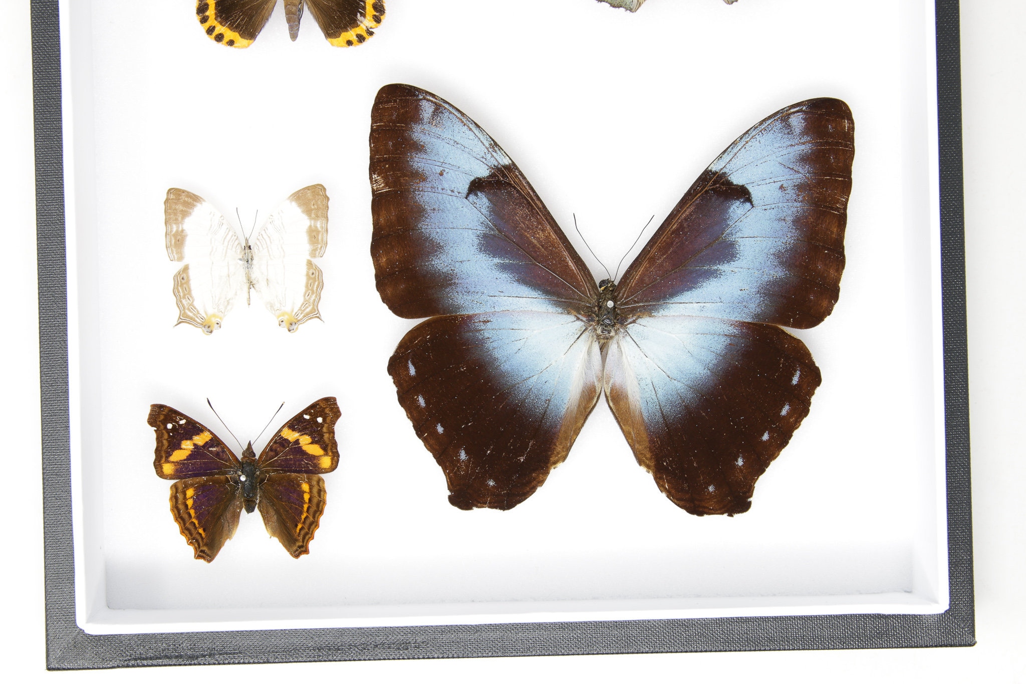 Tropical Dry-preserved Butterfly Specimens | Pinned, Entomology Box ...