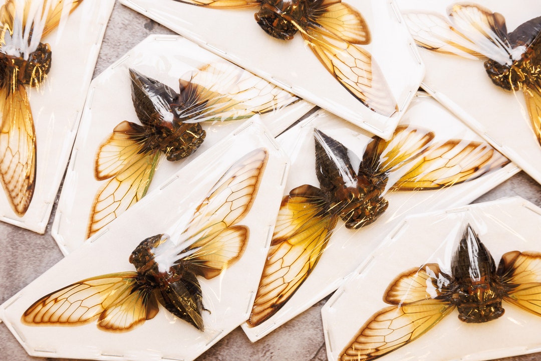 TWO (2) Clear Winged Cicadas (cryptotympana Fumipennis) 5 Inch Wingspan ...