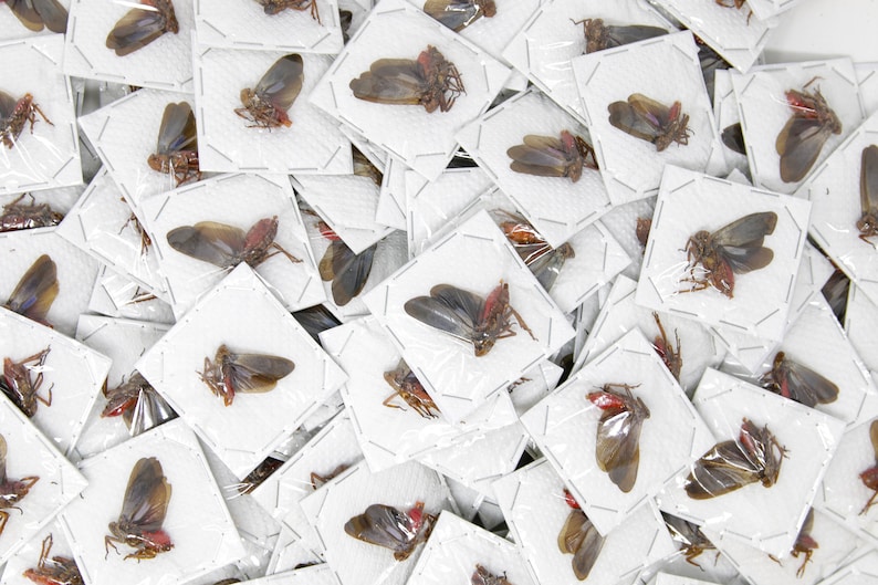 Mixed Pack of Insect Specimens Assorted Unmounted - Etsy