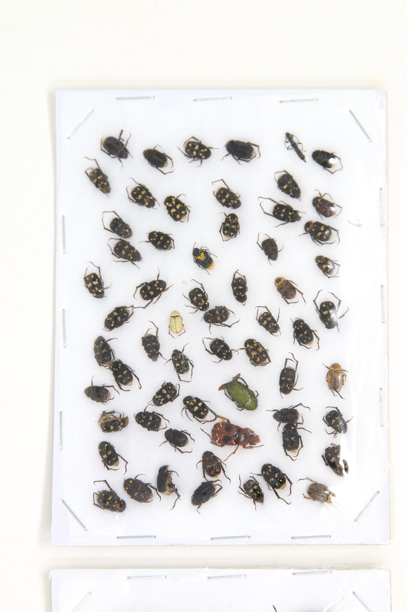 MICRO BEETLES Assorted Specimens Insect Collection (Thailand) A1 ...