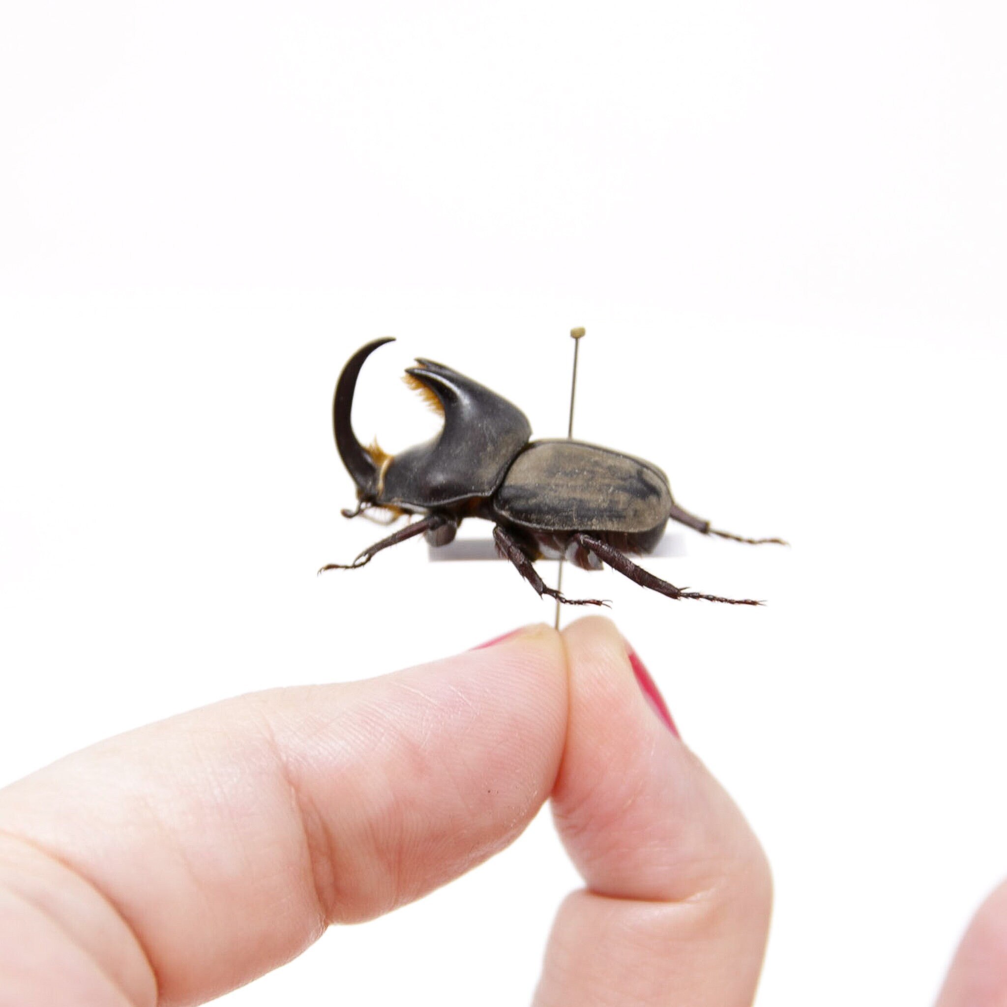 Diloboderus abderus 27.6mm, A1 Real Beetle Specimen, Entomology ...