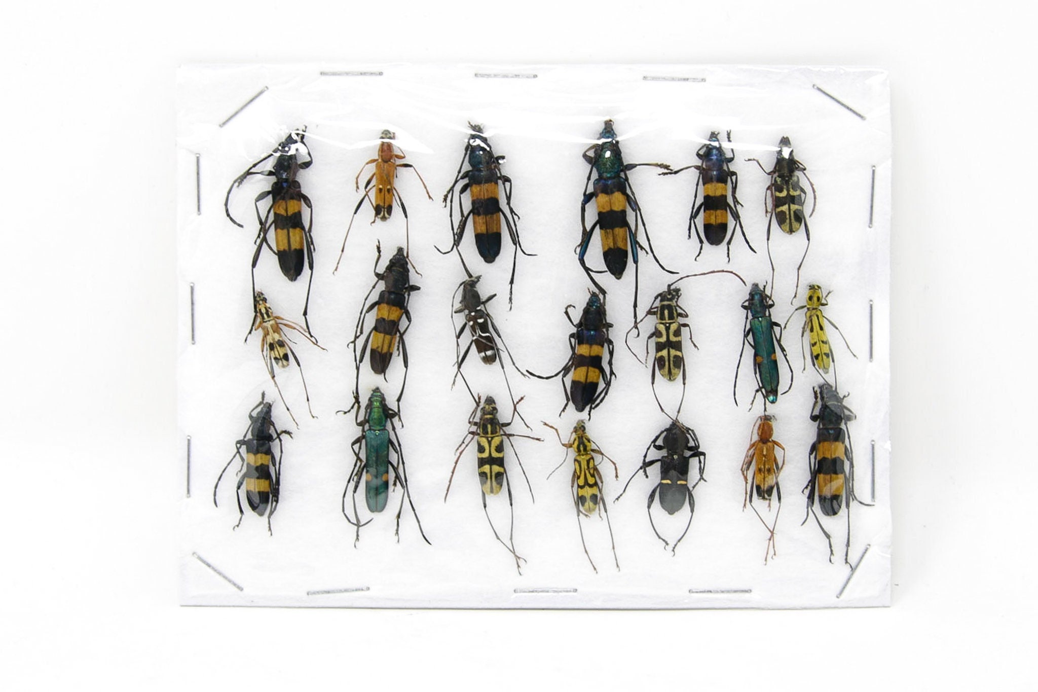 Insect Specimen Collection, Thailand 2021 (Various Coleoptera) SET#AI09