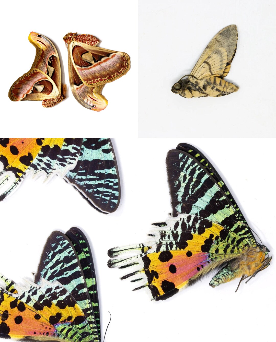 Tropical Moths SPECIAL OFFER PACK | Unmounted Specimen | Entomology Art ...