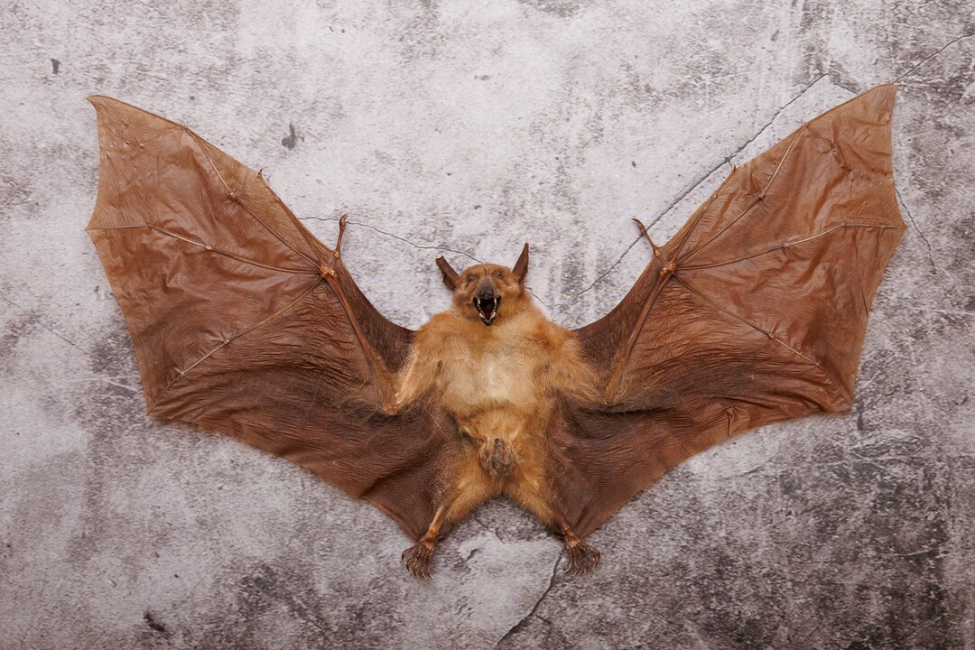 TWO 2 Blossom Fruit Bat macroglossus Minimus A1 Specimen 10 Wingspan ...