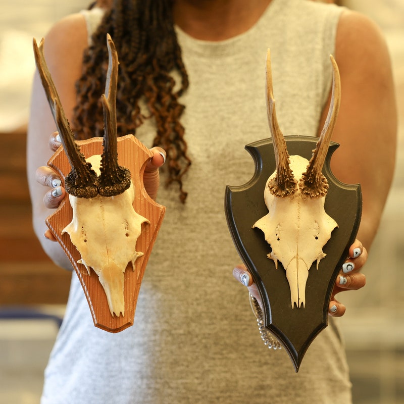 German Deer Antlers - Etsy Israel