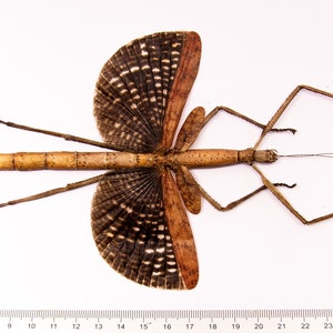 Two 2 PAIR of Giant Phasmids anchiale Buruense 170mm A1 - Etsy