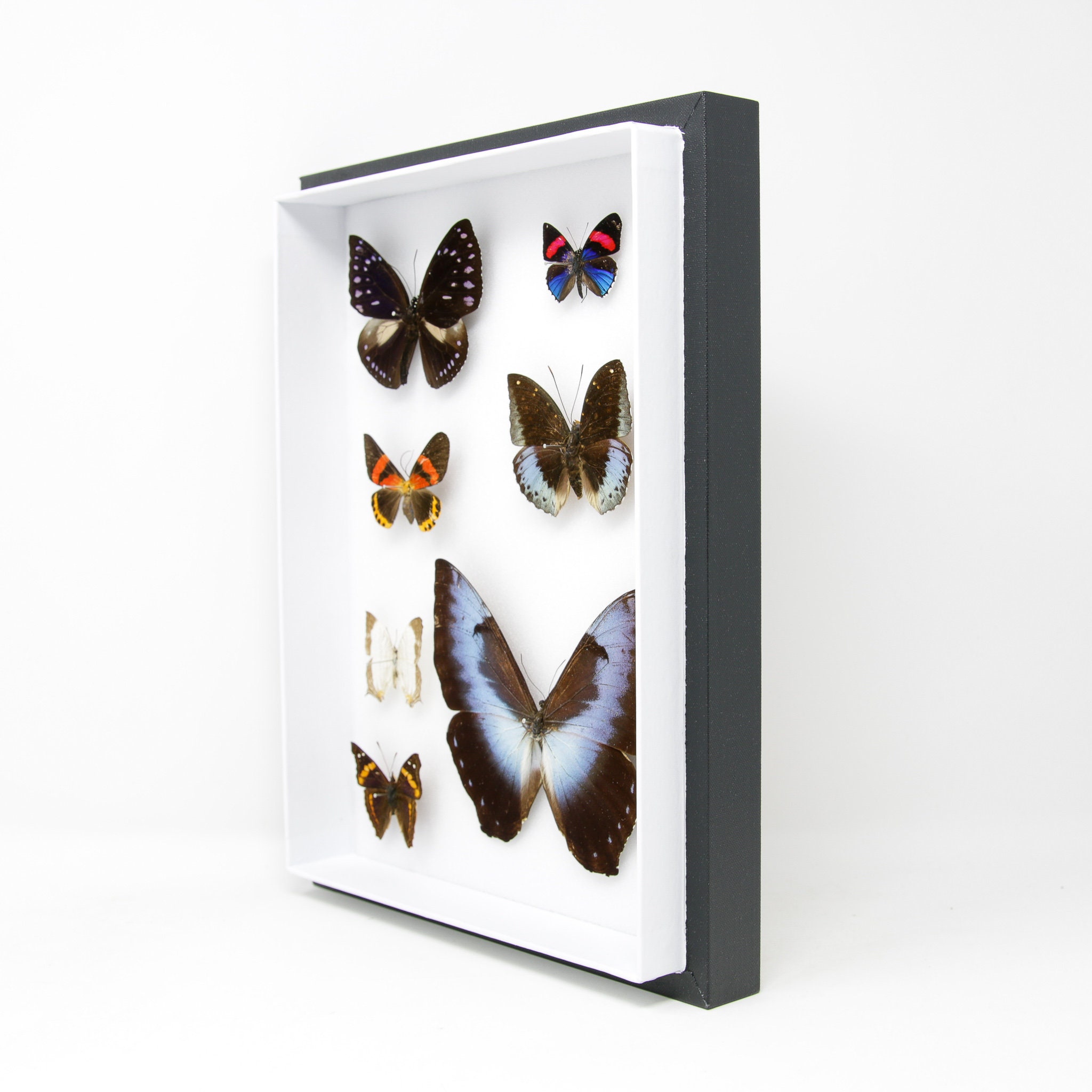 Tropical Dry-preserved Butterfly Specimens | Pinned, Entomology Box ...