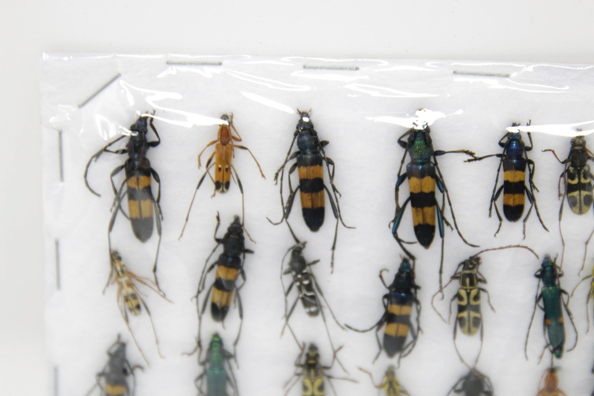 Insect Specimen Collection, Thailand 2021 (Various Coleoptera) SET#AI09