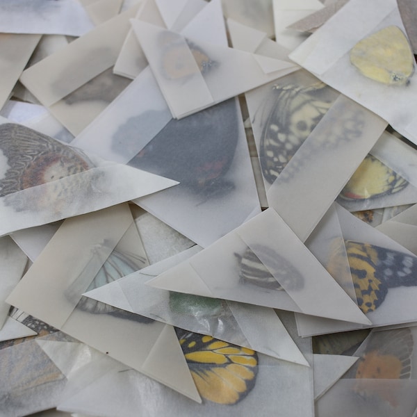 Dried Butterflies - Etsy