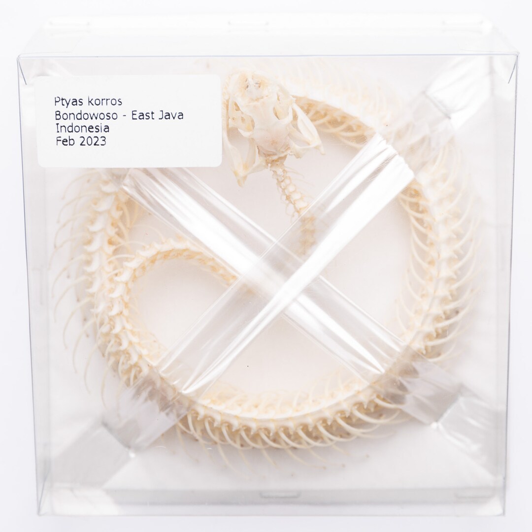 Indo-chinese Rat Snake Skeleton (ptyas Korros) A1 Coiled Specimen (non ...