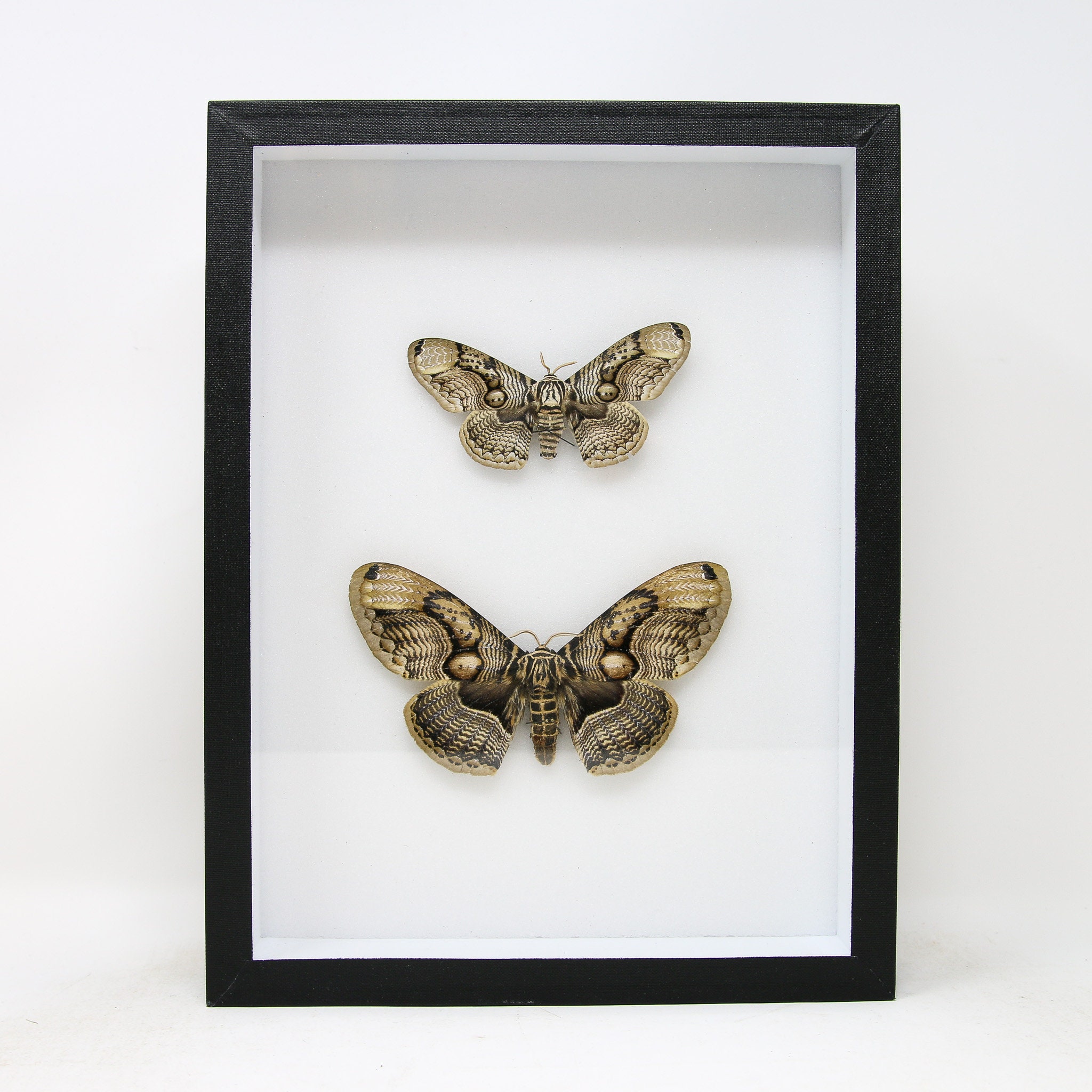 Brahmaea Moths Pinned Box Frame Taxidermy Collection | Real Entomology ...