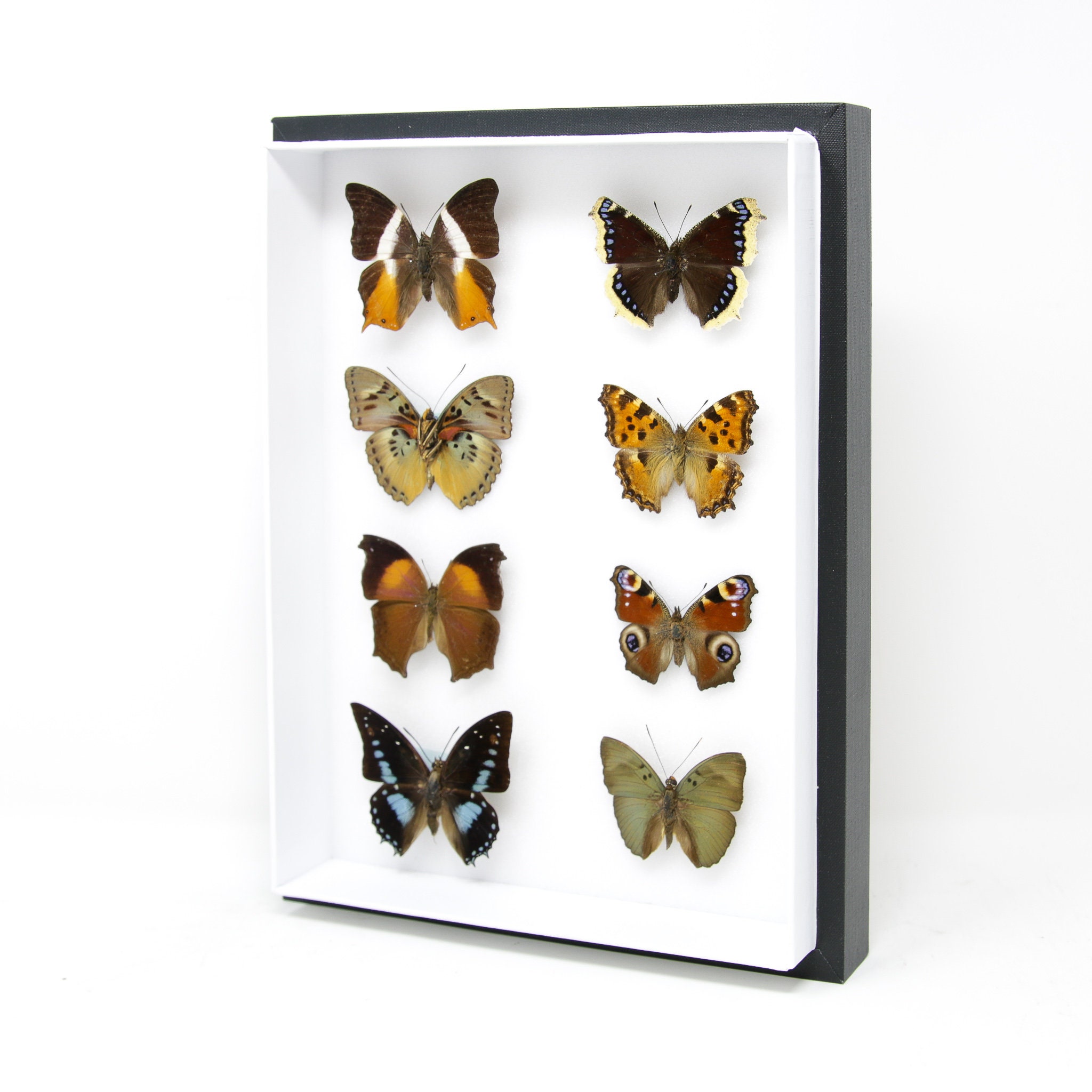 Vintage Butterfly Collection in Excellent Condition, Pinned Lepidoptera ...