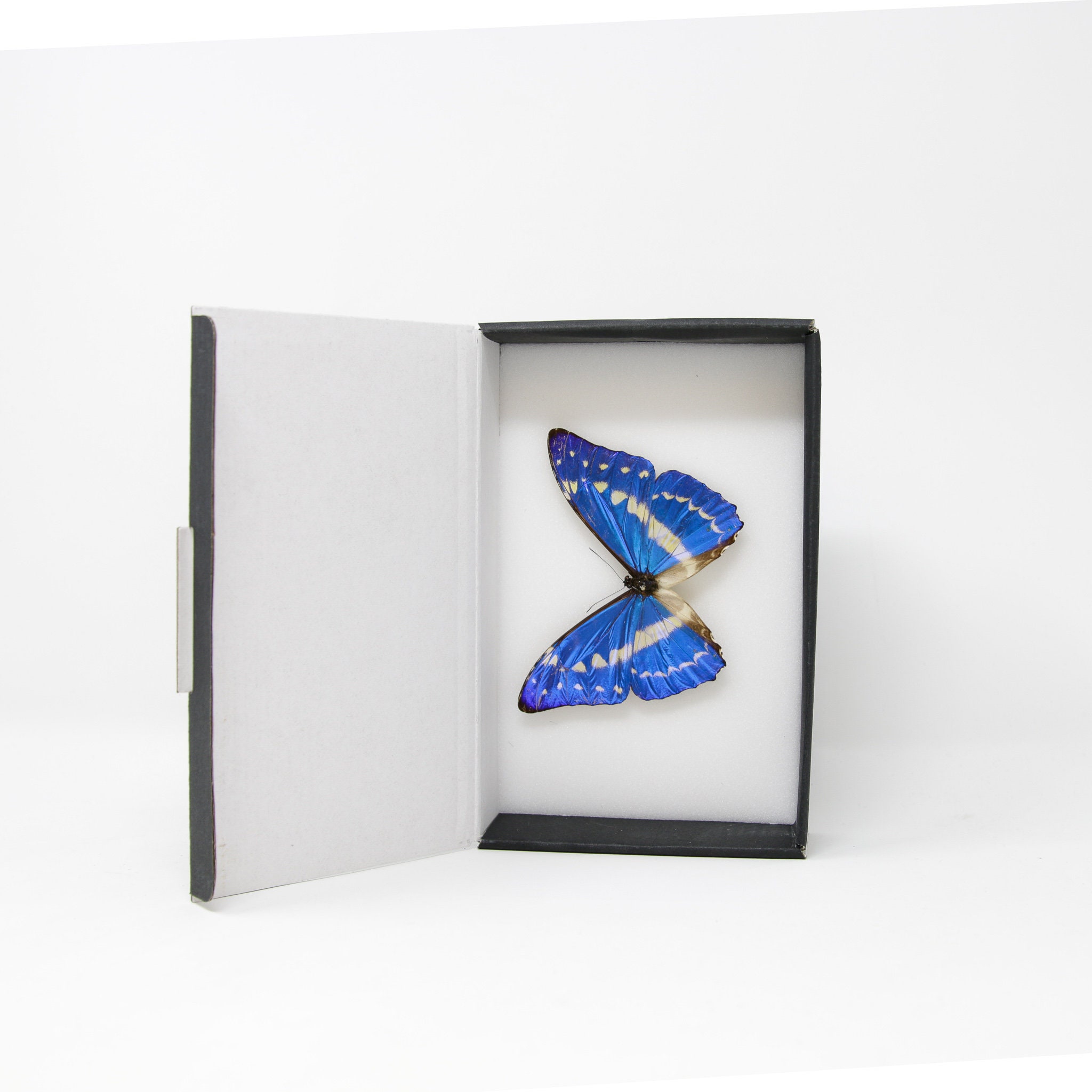 The Cypris Morpho Butterfly (Morpho cypris) A1- Quality SET SPECIMENS ...