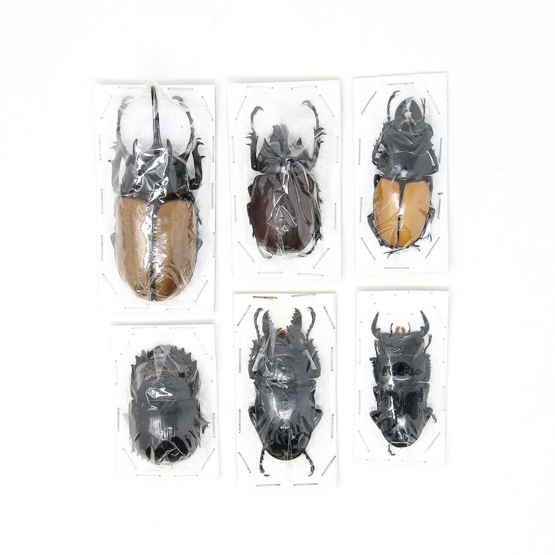 Assorted Specimens Insect Collection thailand A1 Unmounted Dried ...