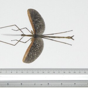 Two (2) PAIR of Giant Phasmids (anchiale Buruense) 170mm+ A1 Dry ...