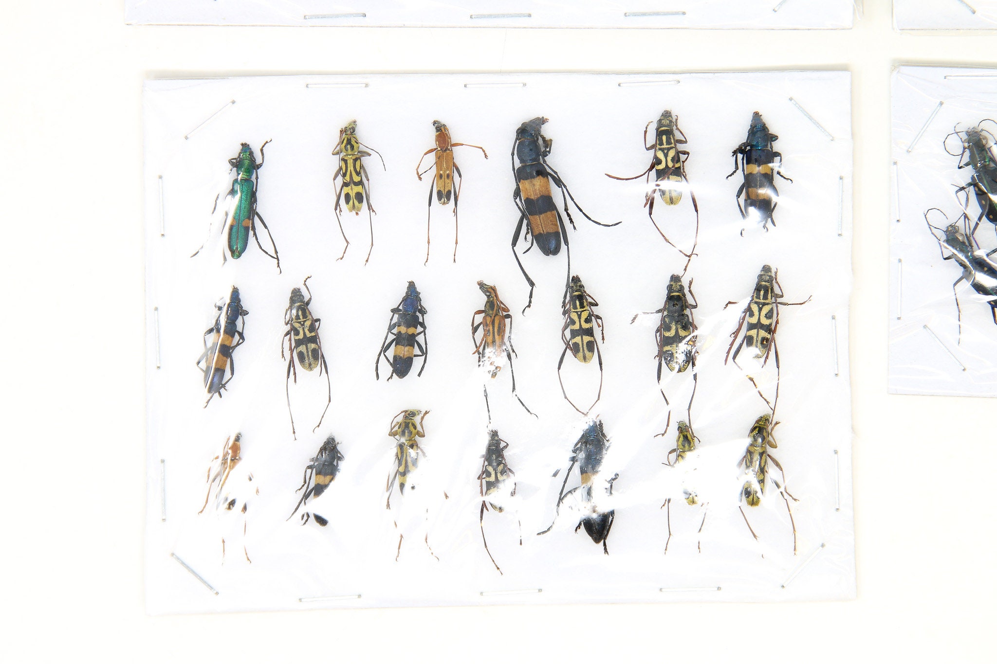 MICRO BEETLES Assorted Specimens Insect Collection (Thailand) A1 ...