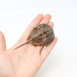Horseshoe Crab (limulus Species) Limulidae Sea-life Specimens for ...