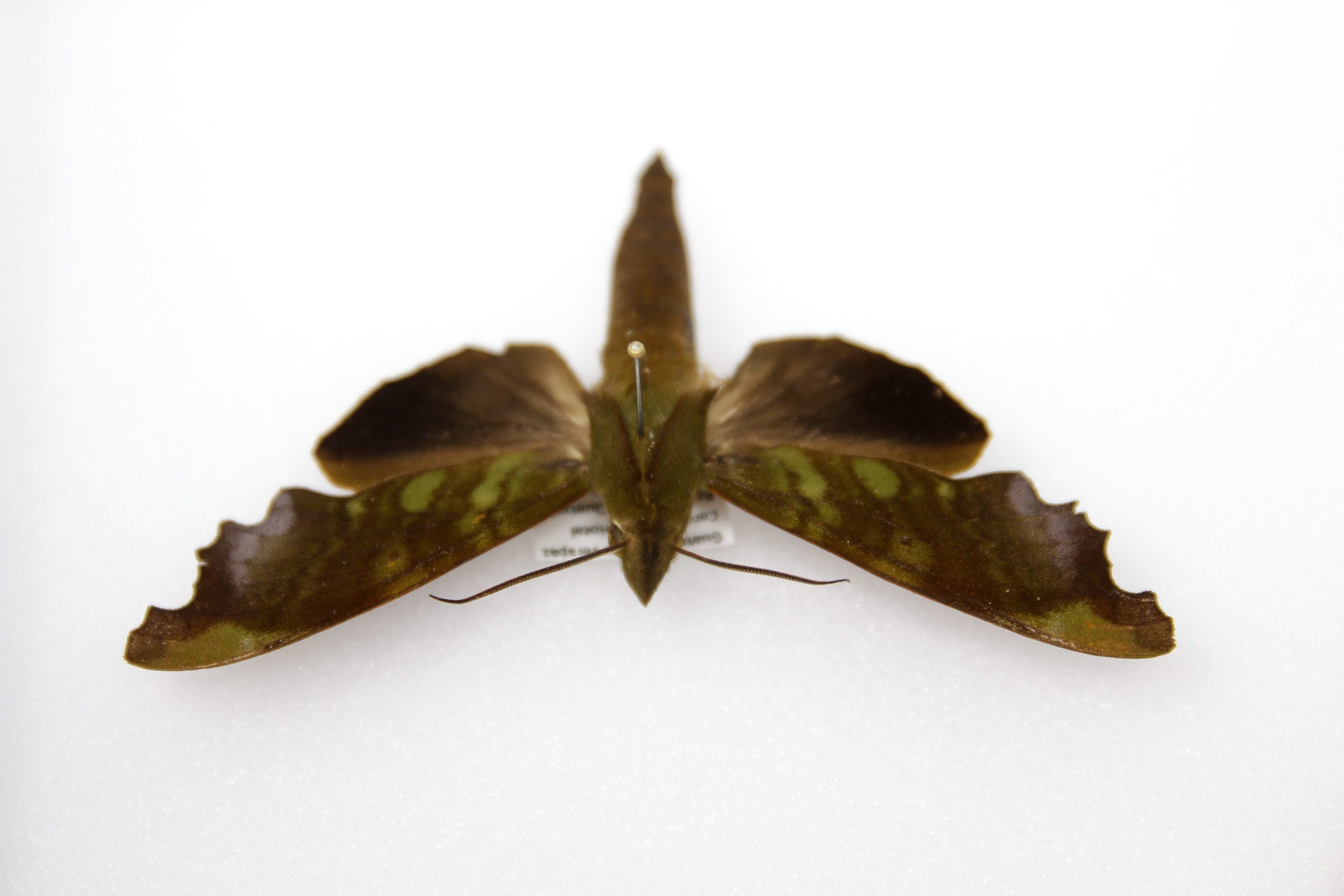Exotic Moths Taxidermy Specimen Collection | Museum Entomology Box ...