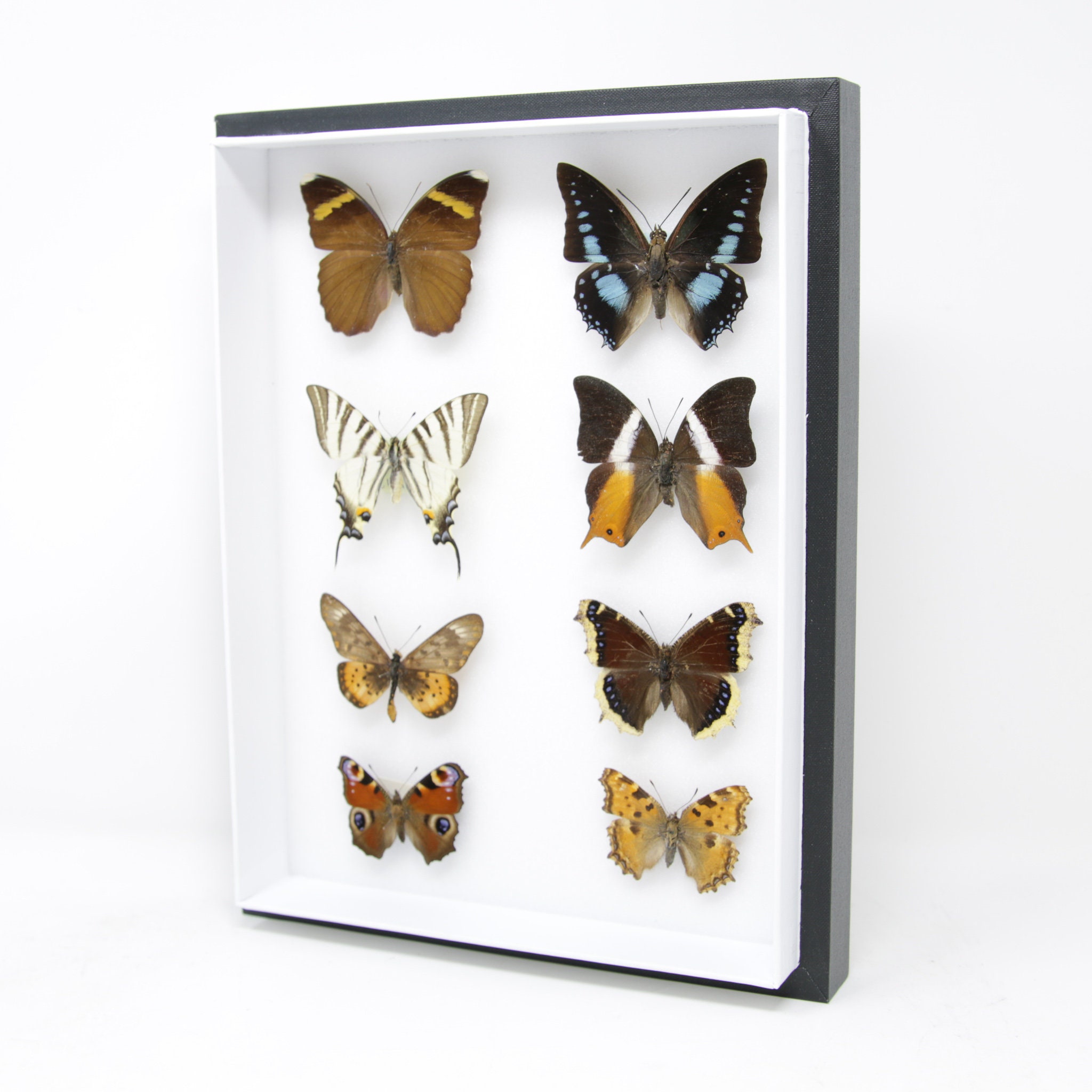 Vintage Butterfly Collection in Excellent Condition, Pinned Lepidoptera ...