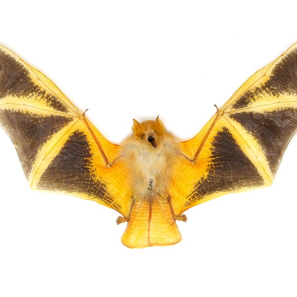 Taxidermy Bat - Etsy