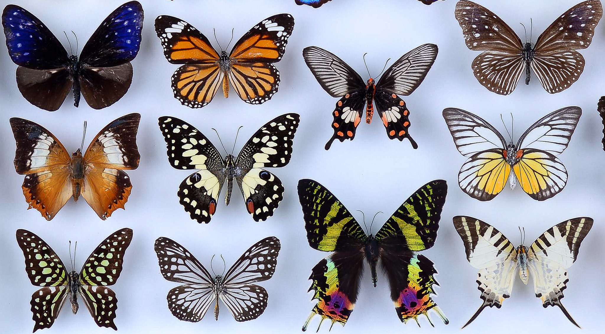 WINGS-OPEN Pinned Butterfly Specimens Mounted Wings-Spread | Etsy